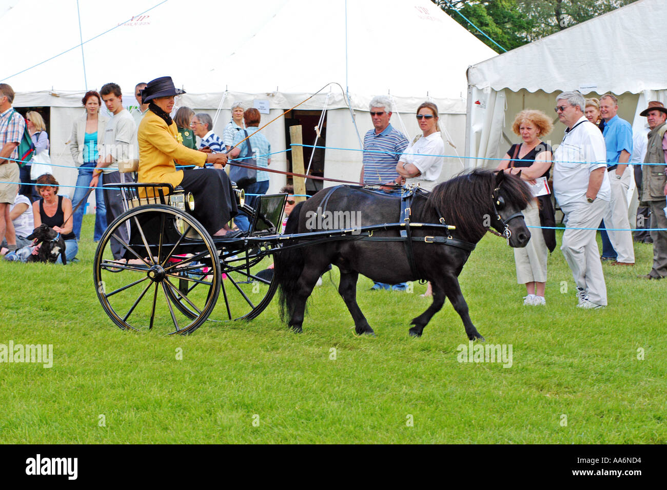 Two wheeled gig hi-res stock photography and images - Alamy