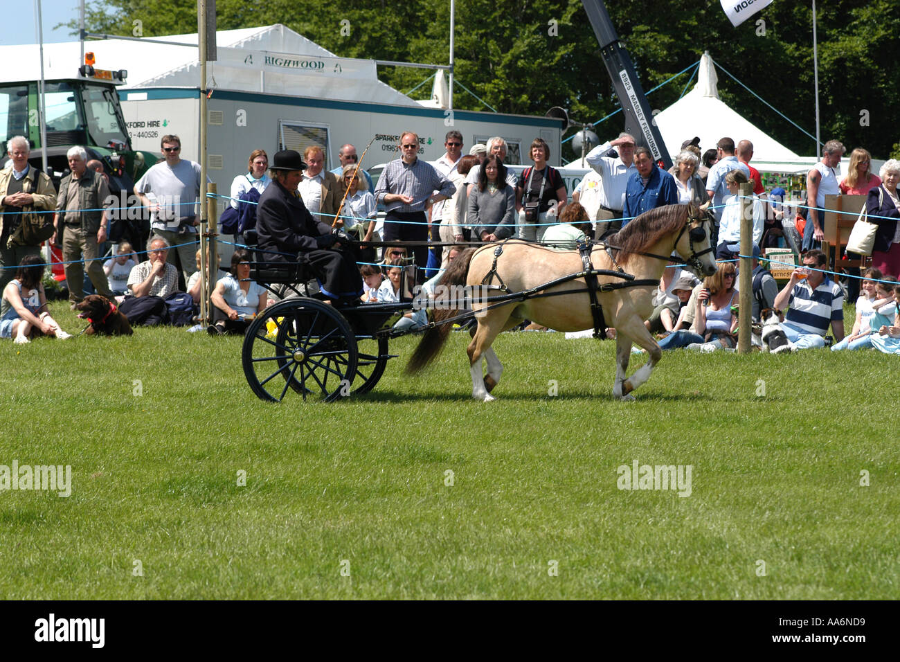 Pony and trap being driven in competition area Stock Photo - Alamy