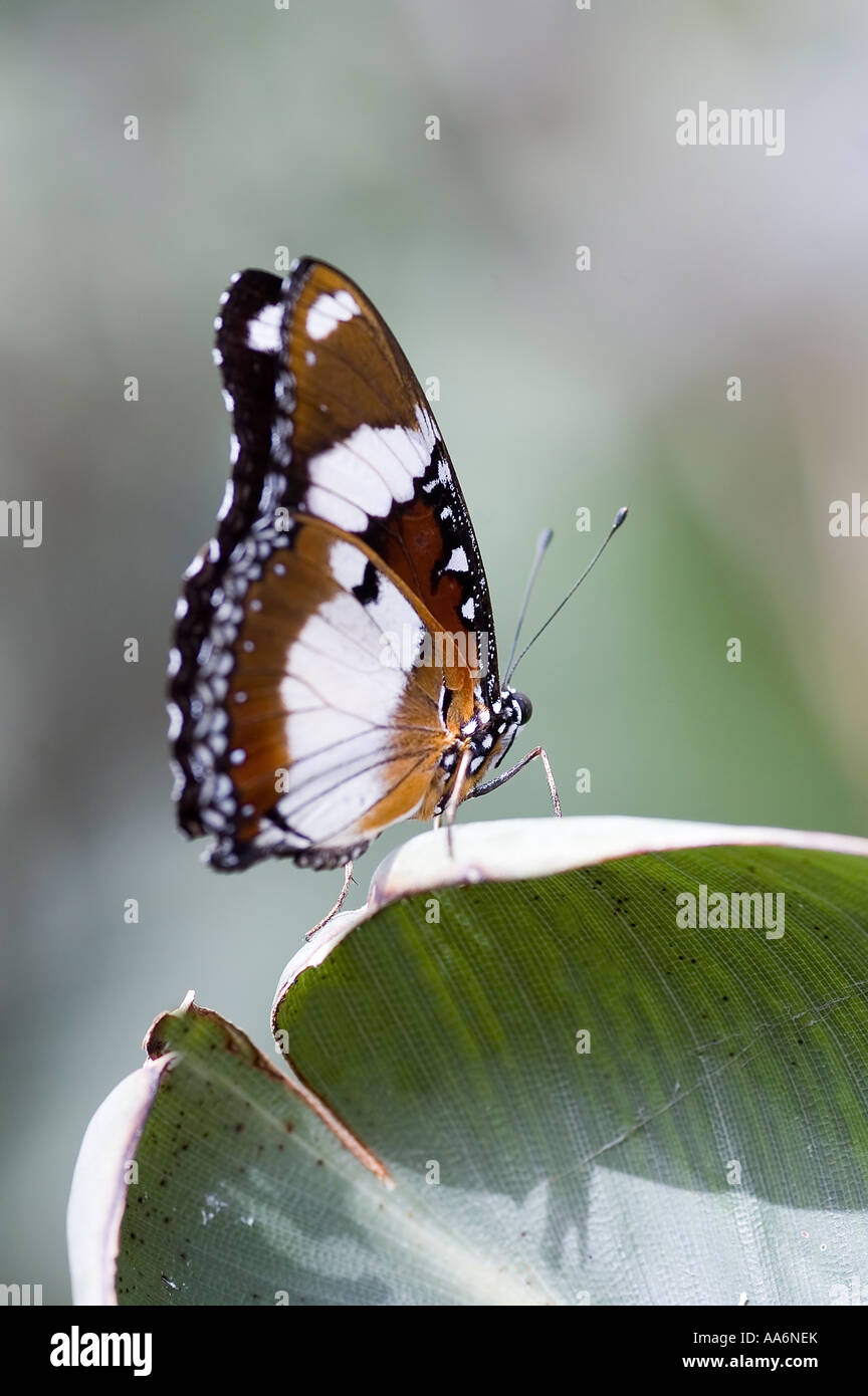 Butterfly art africa hi-res stock photography and images - Alamy