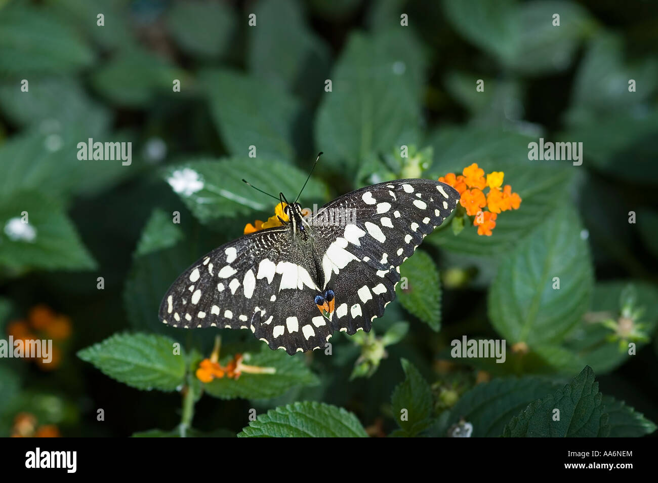papilio demodocus africa butterfly Stock Photo - Alamy