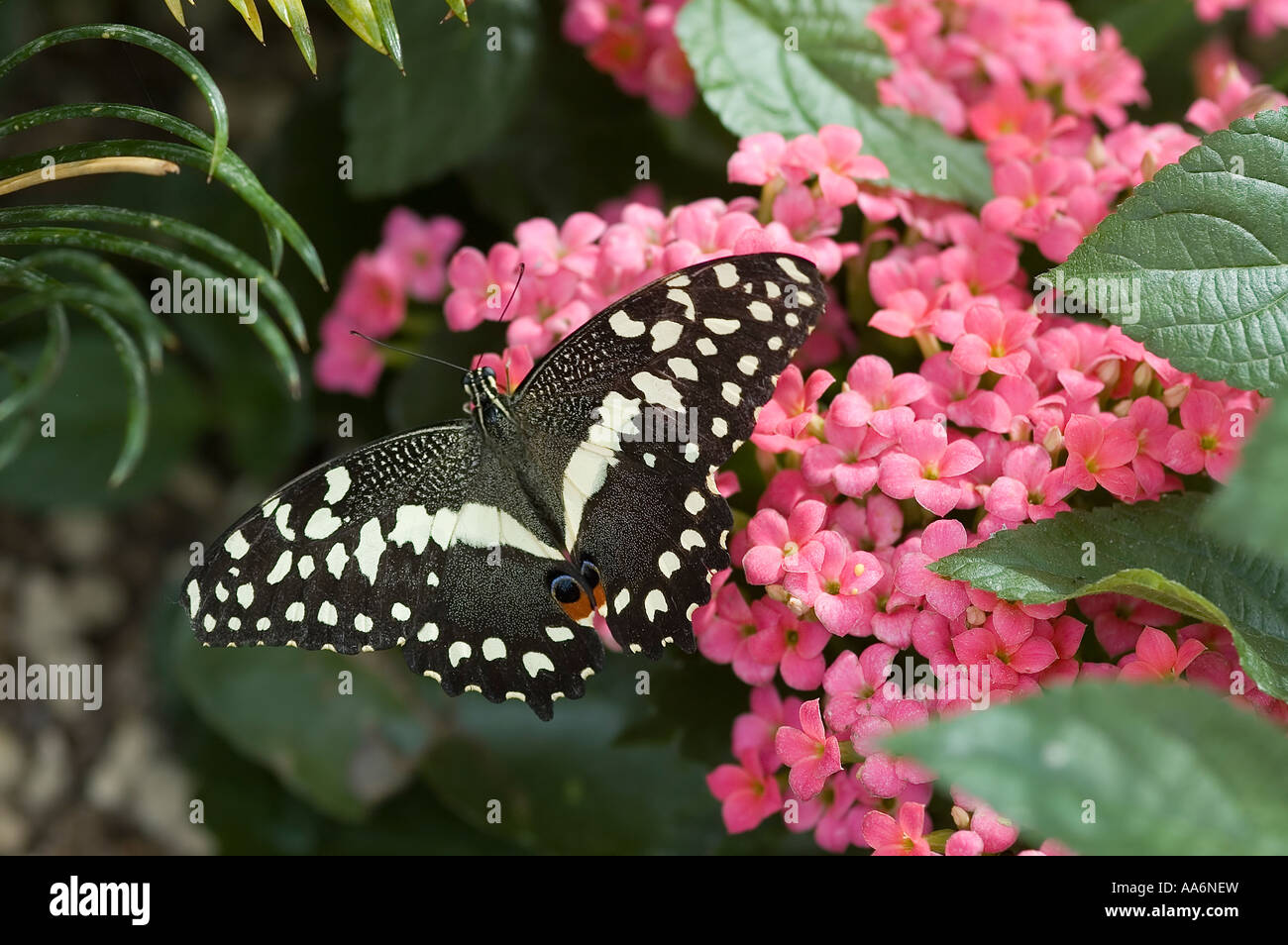 papilio demodocus africa butterfly Stock Photo - Alamy