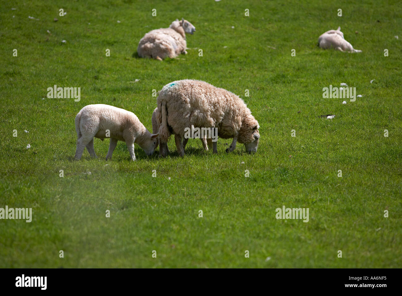 Sheep grazing in the Brecon Beacons, Wales, UK Stock Photo - Alamy