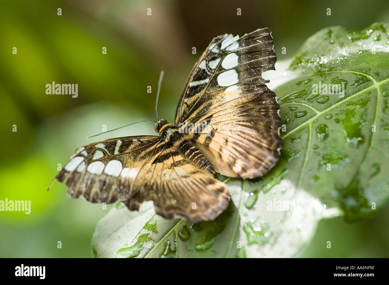 Parthernos Sylvia butterfly Stock Photo - Alamy