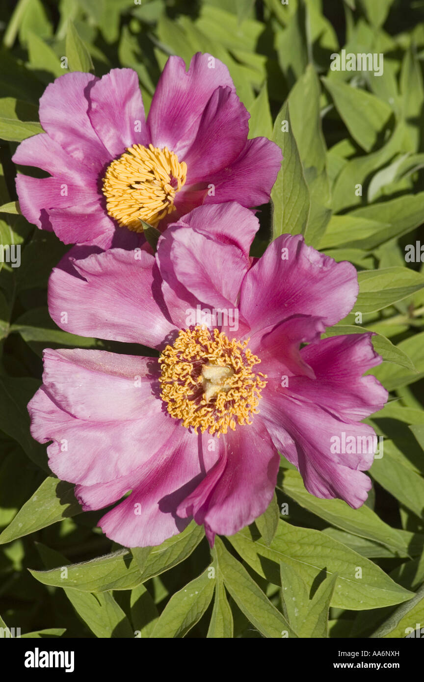 Yellow pink sprig flowers of Common European Peony Paeoniaceae ...