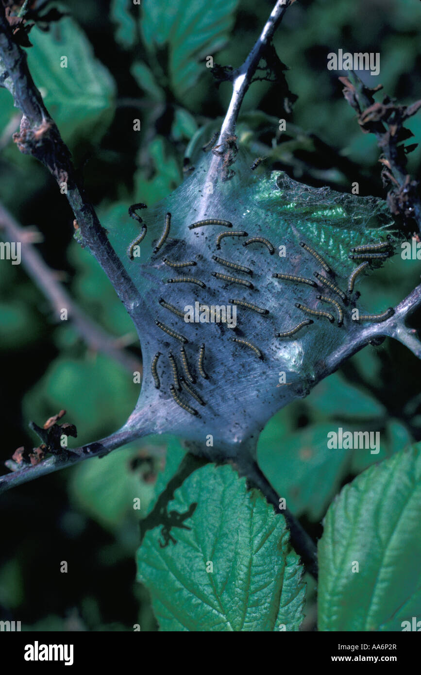 Lackey hi-res stock photography and images - Alamy