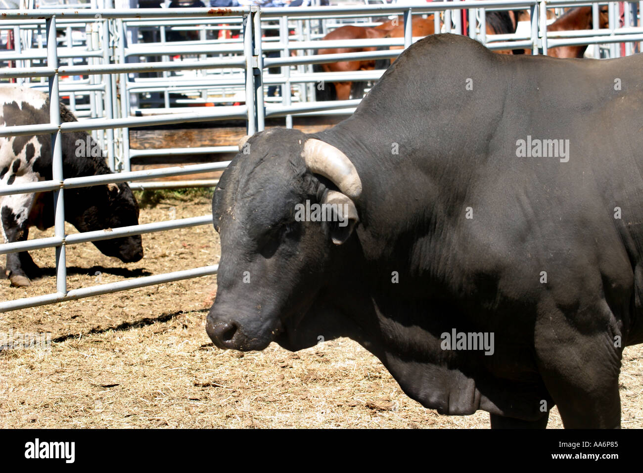 Mad Bulls High Resolution Stock Photography and Images - Alamy