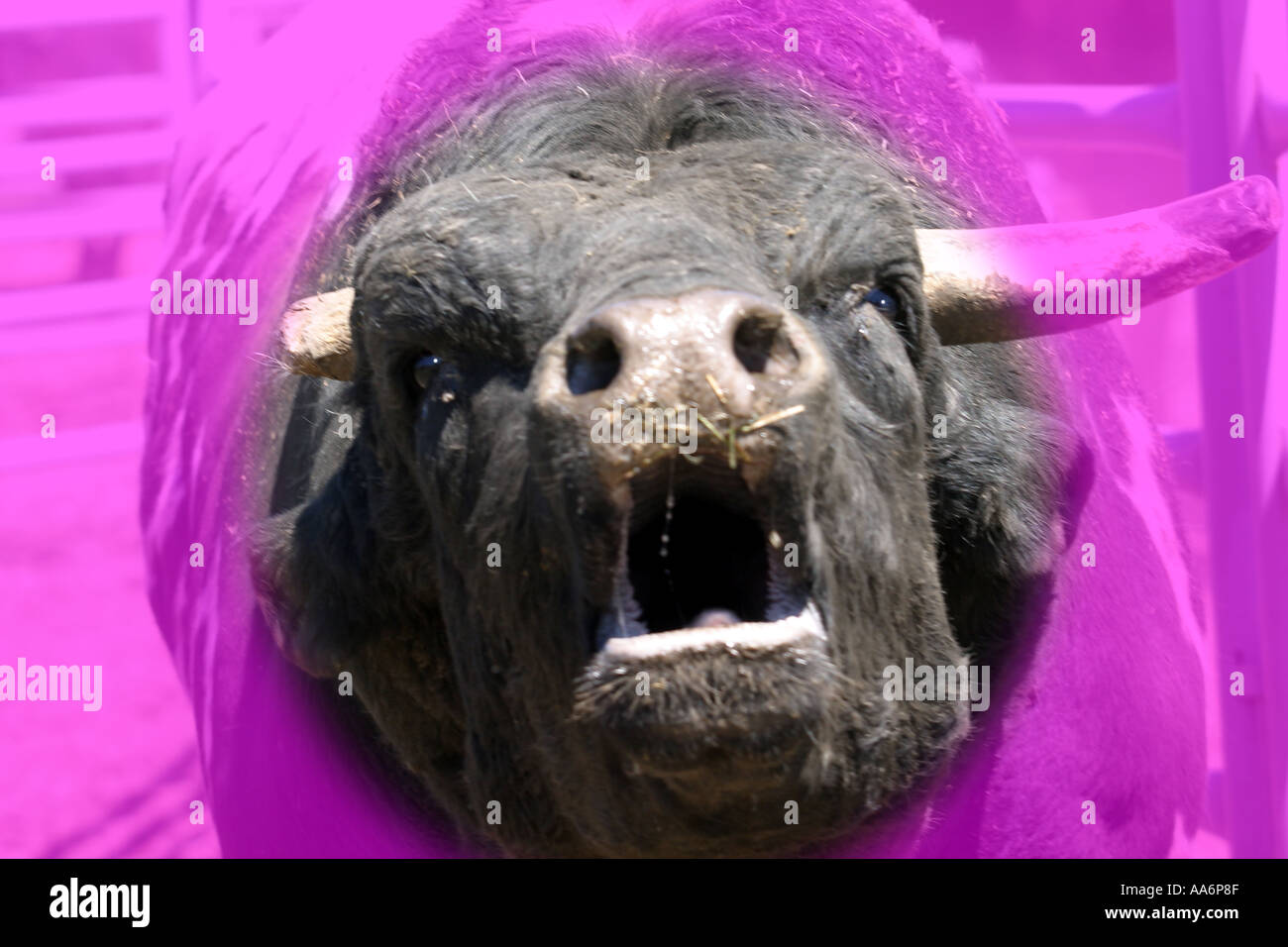 Rodeo Alberta Canada The bulls Stock Photo - Alamy