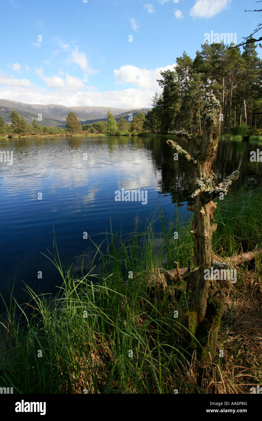 Inshriach Forest Uath Lochan scotland uk gb Stock Photo - Alamy