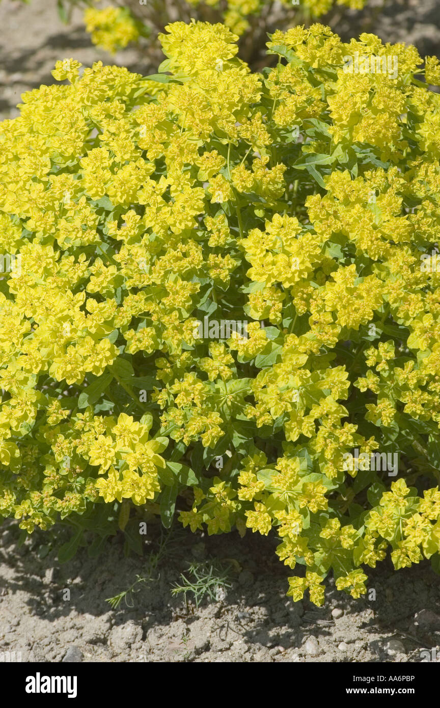 Yellow spring flowers of Spurge - Euphorbiaceae - Euphorbia ...