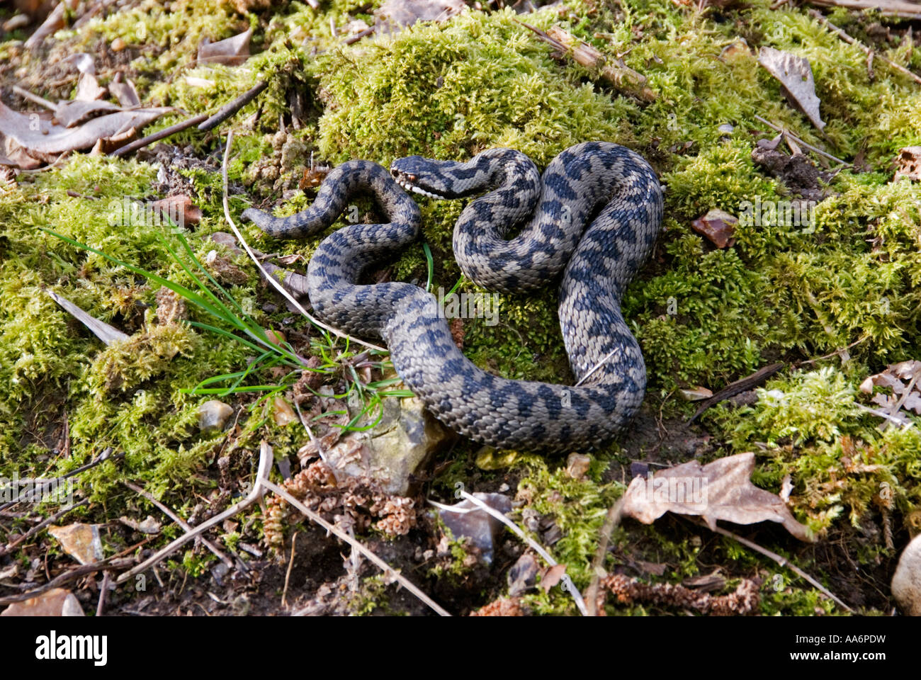 ADDER (Vipera berus) Male, spring, England Stock Photo - Alamy
