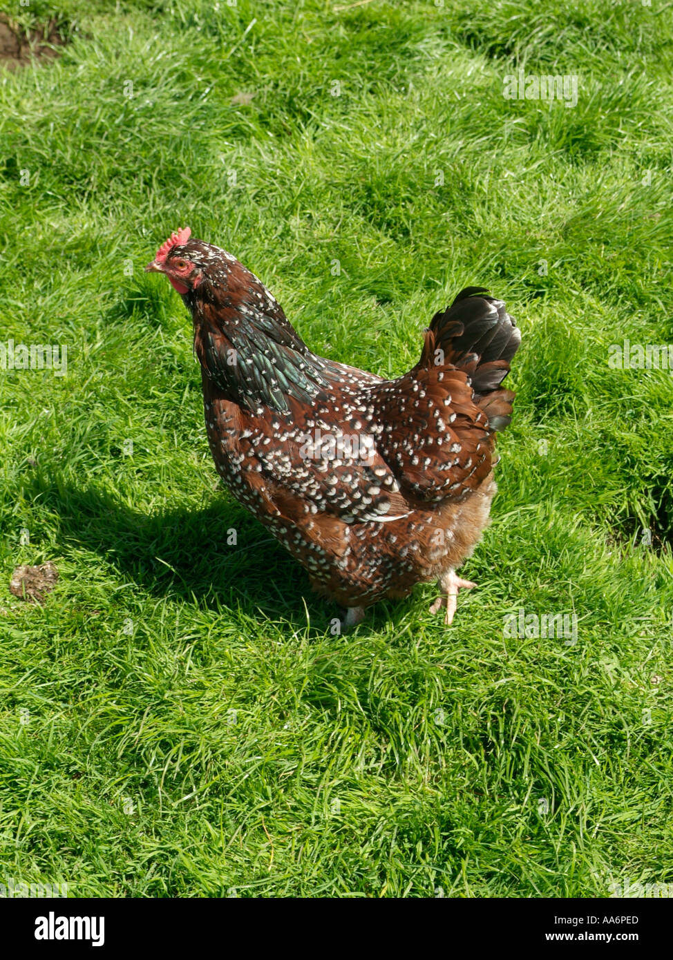 A Free range Chicken Stock Photo - Alamy