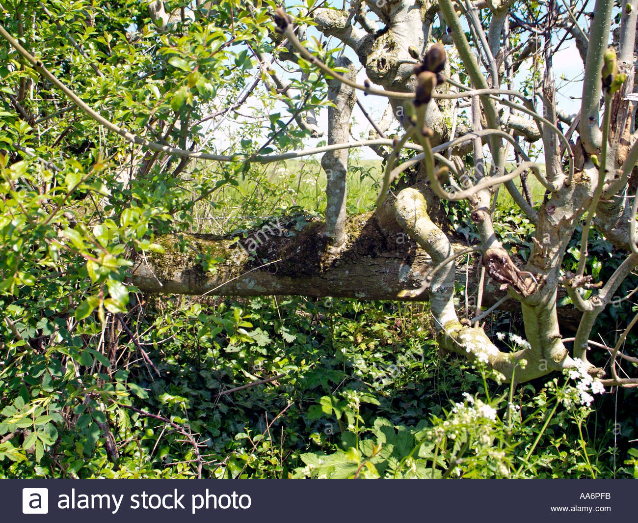 Copicing - bending and cutting of small boundary hedges Stock Photo - Alamy
