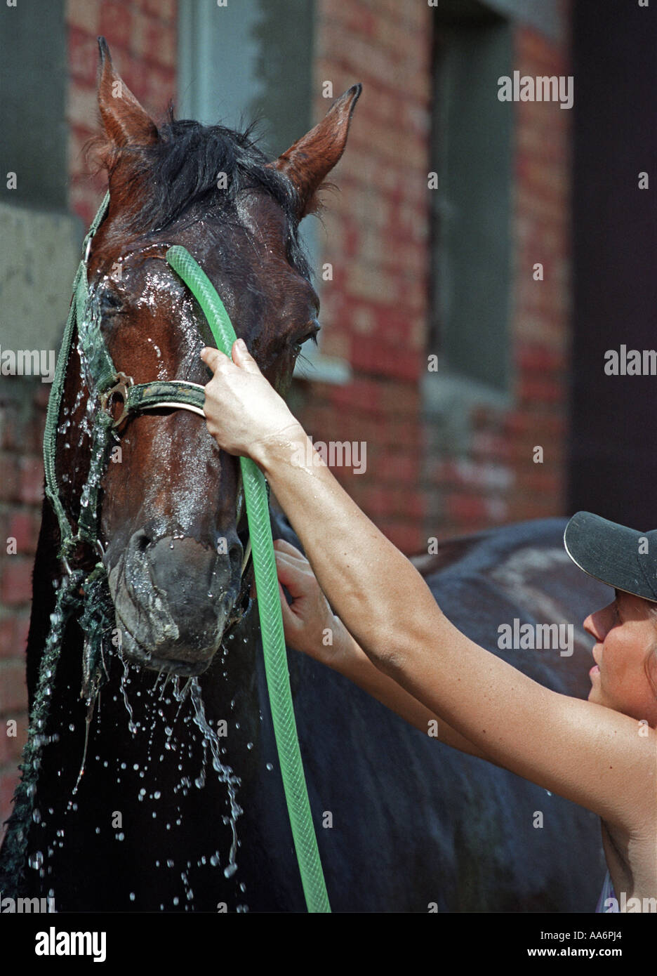 The washing horse Stock Photo - Alamy
