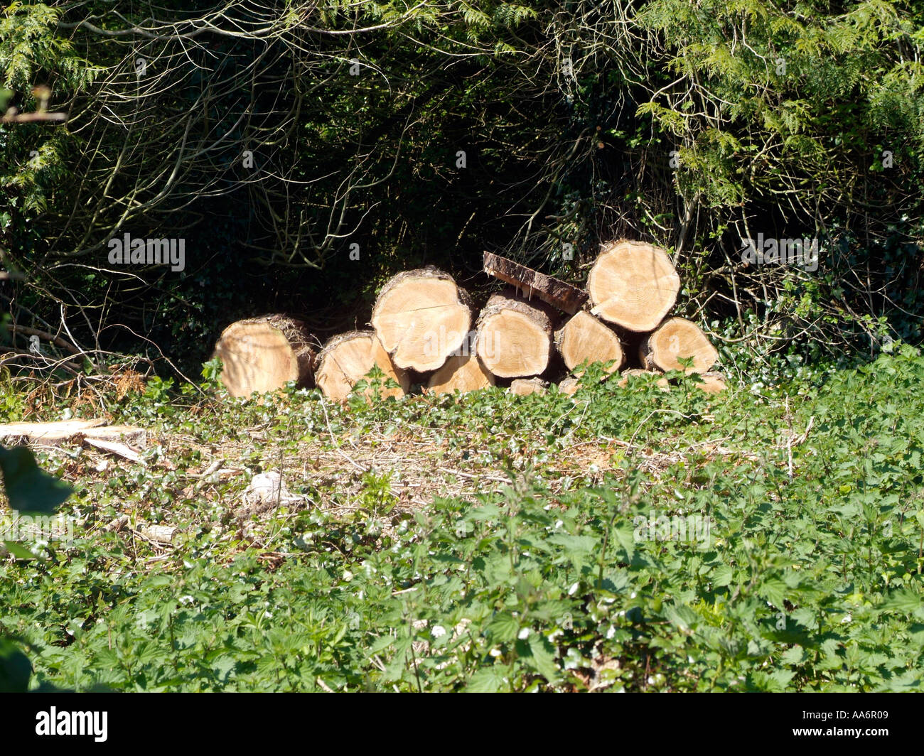 Piles of felled trees hi-res stock photography and images - Alamy
