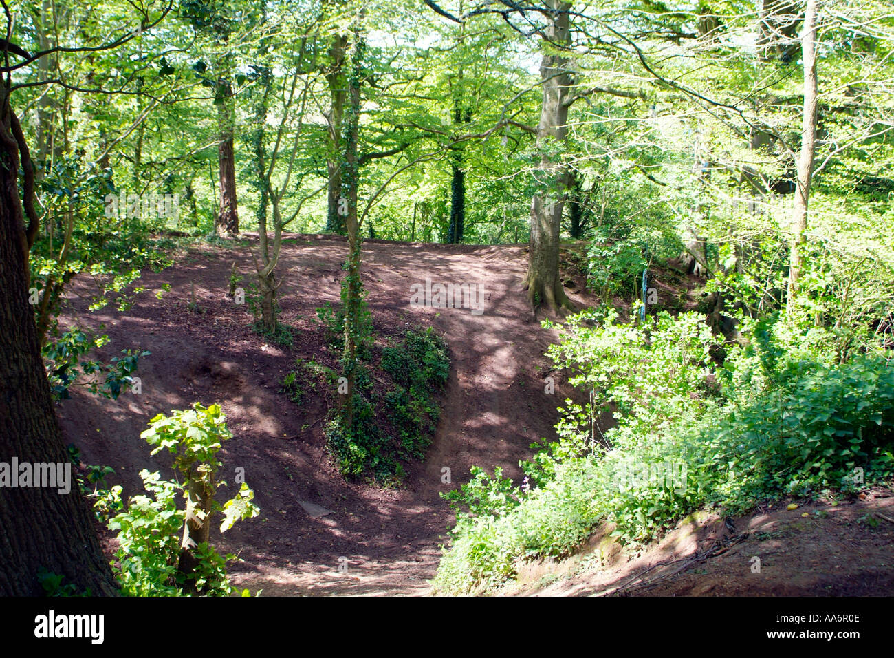 wooded Copse in rural england Stock Photo - Alamy