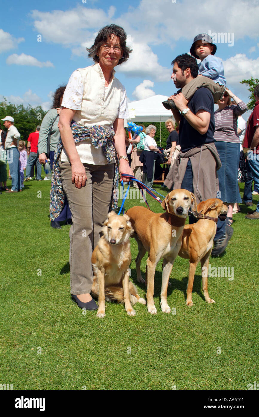Three whippets at a Dog show Stock Photo - Alamy