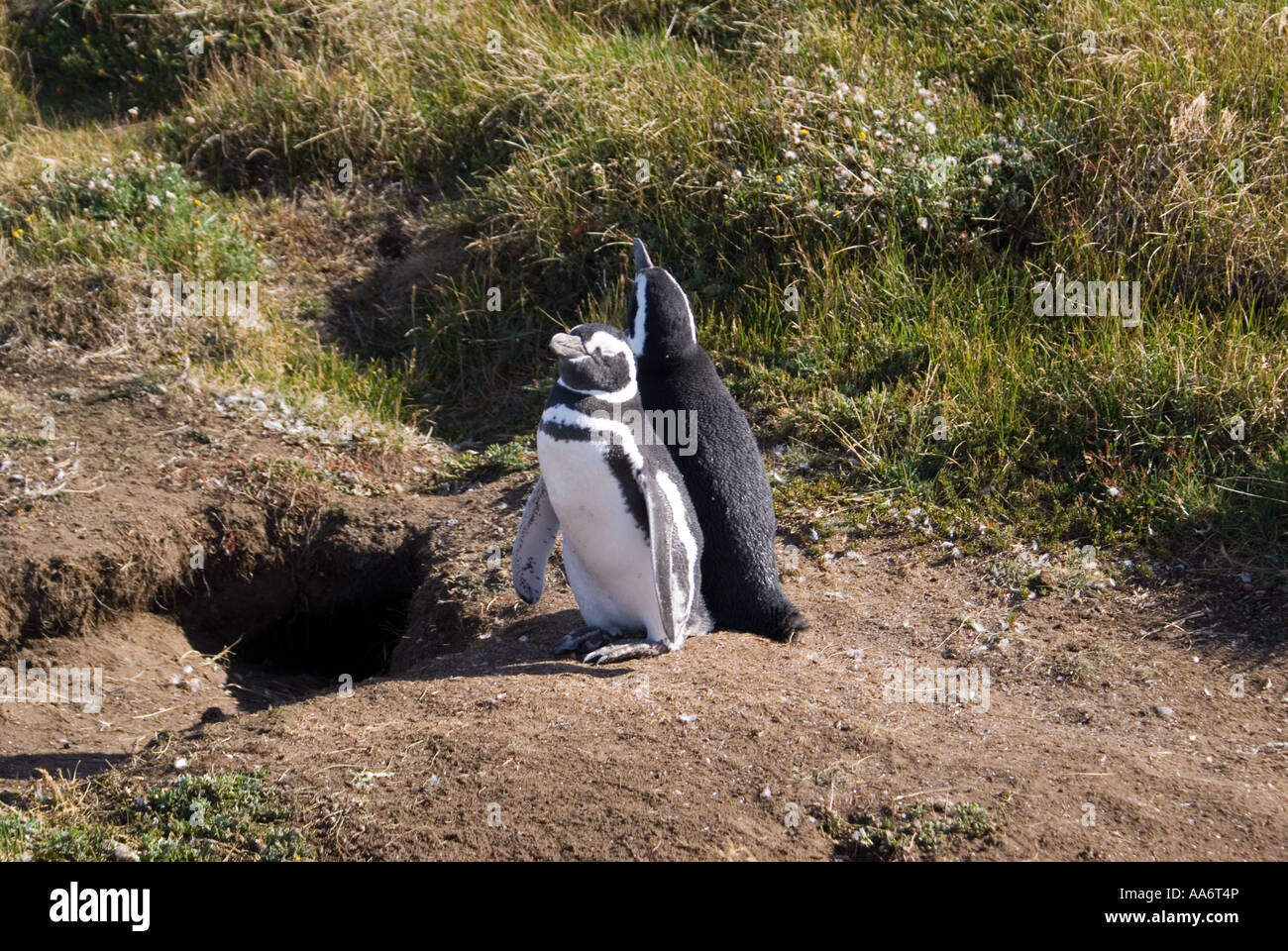 Punto arenas hi-res stock photography and images - Alamy