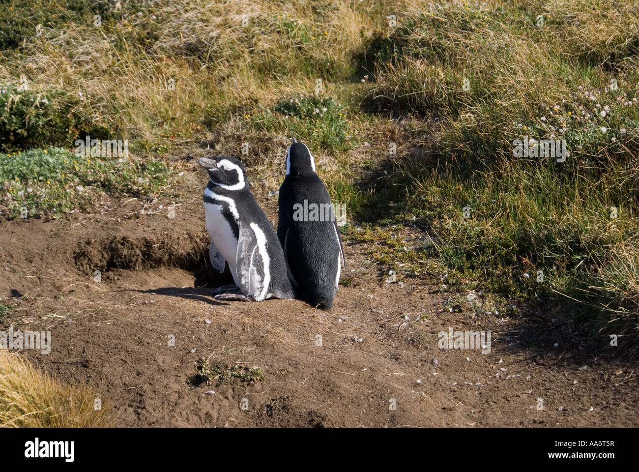 Punto arenas hi-res stock photography and images - Alamy