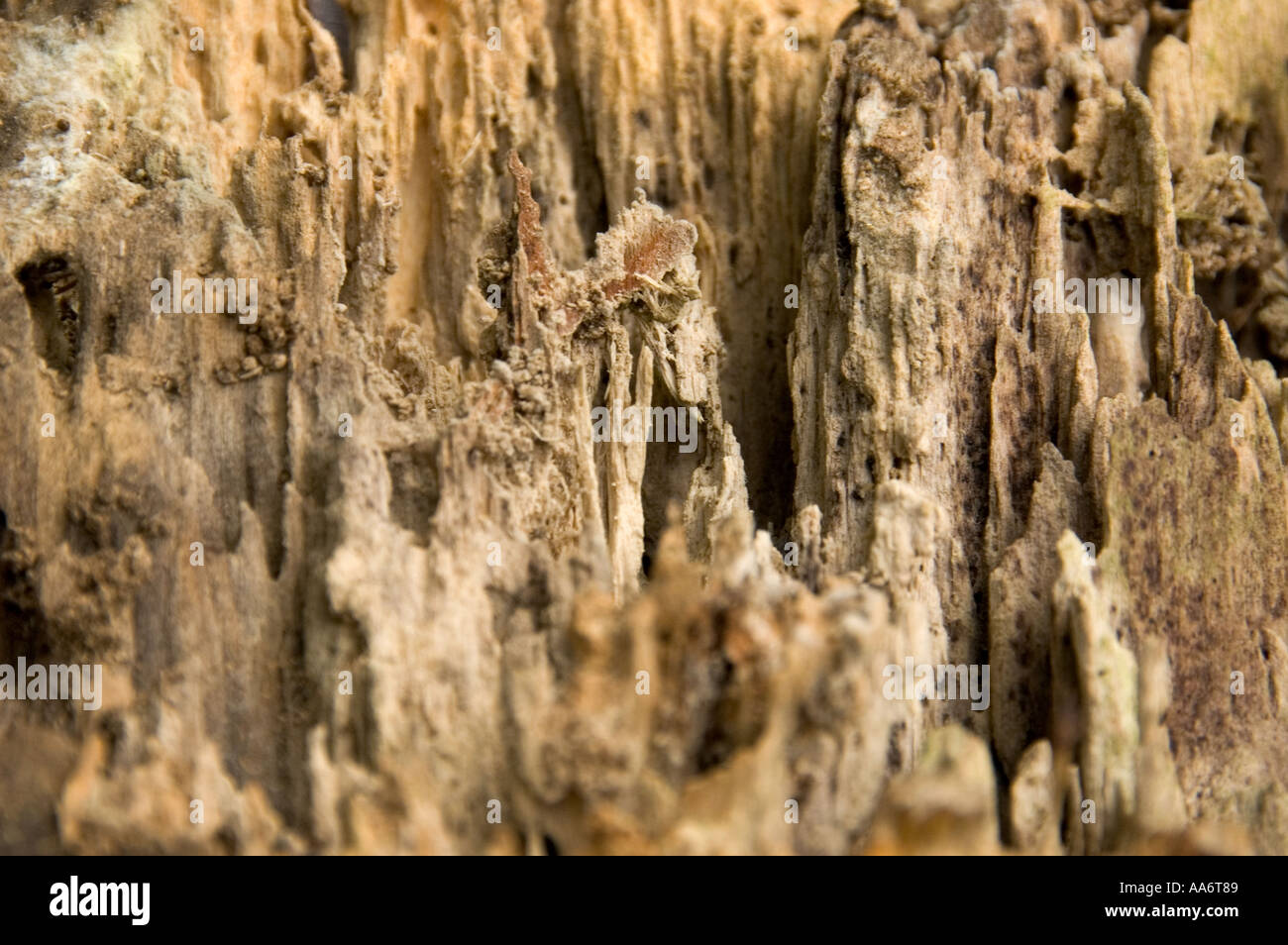Crumbling rotten timber Stock Photo - Alamy