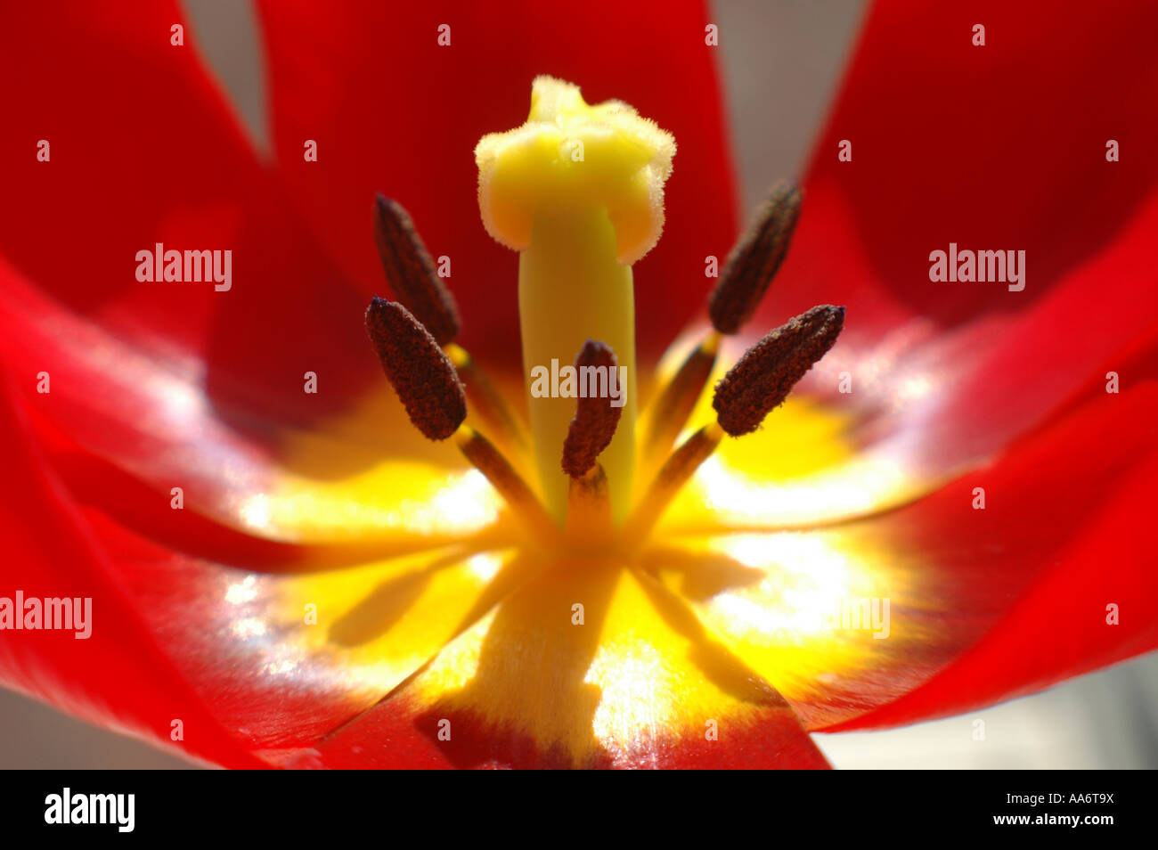 Tulipa sharonensis hi-res stock photography and images - Alamy