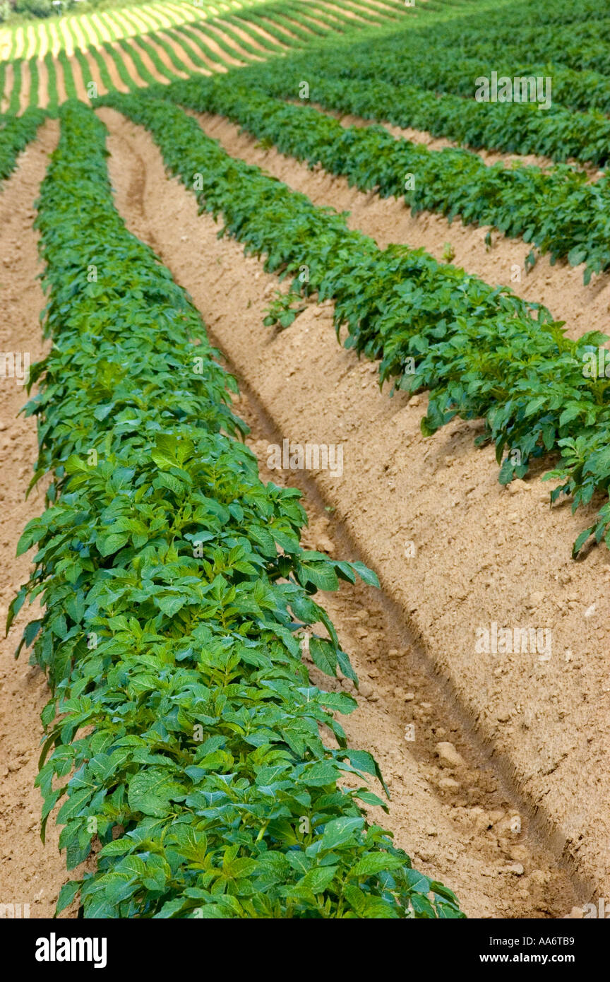 Potatoe farming europe hi-res stock photography and images - Alamy