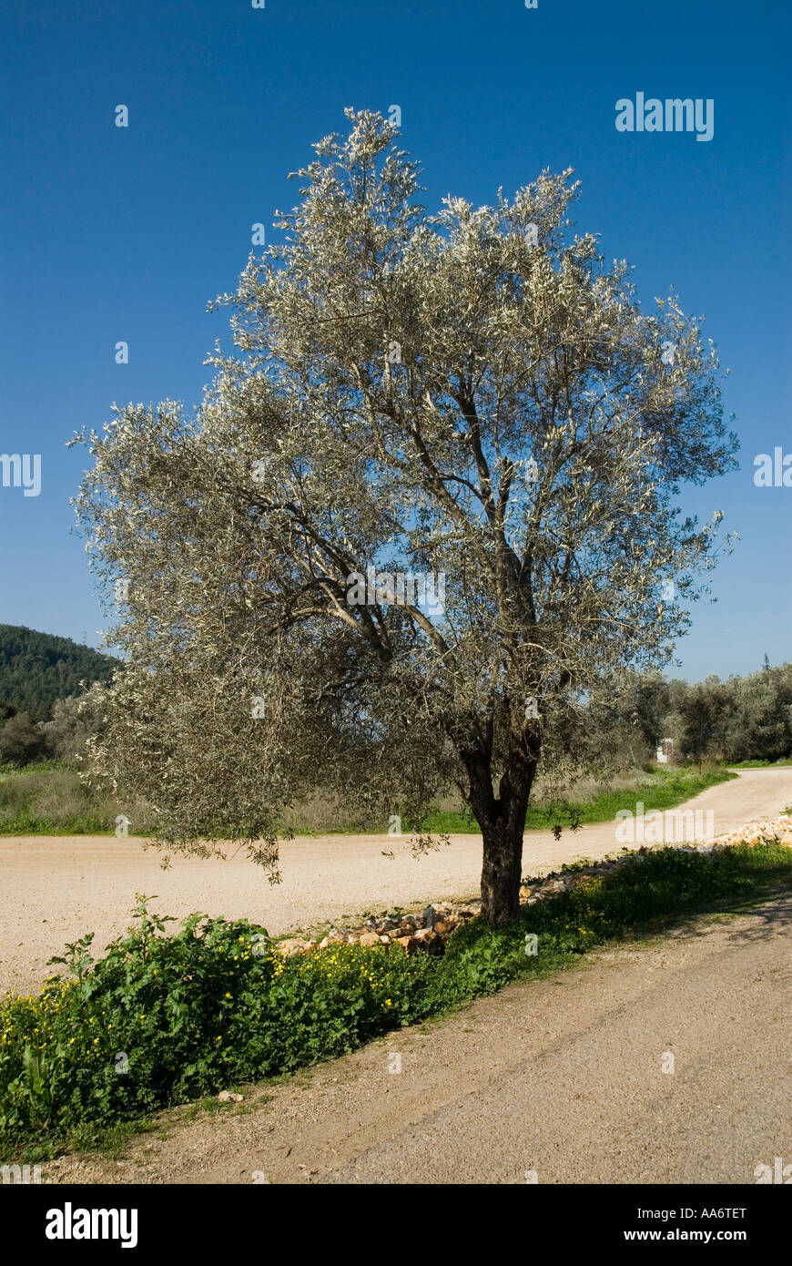 Israel Galilee Olive tree Stock Photo - Alamy