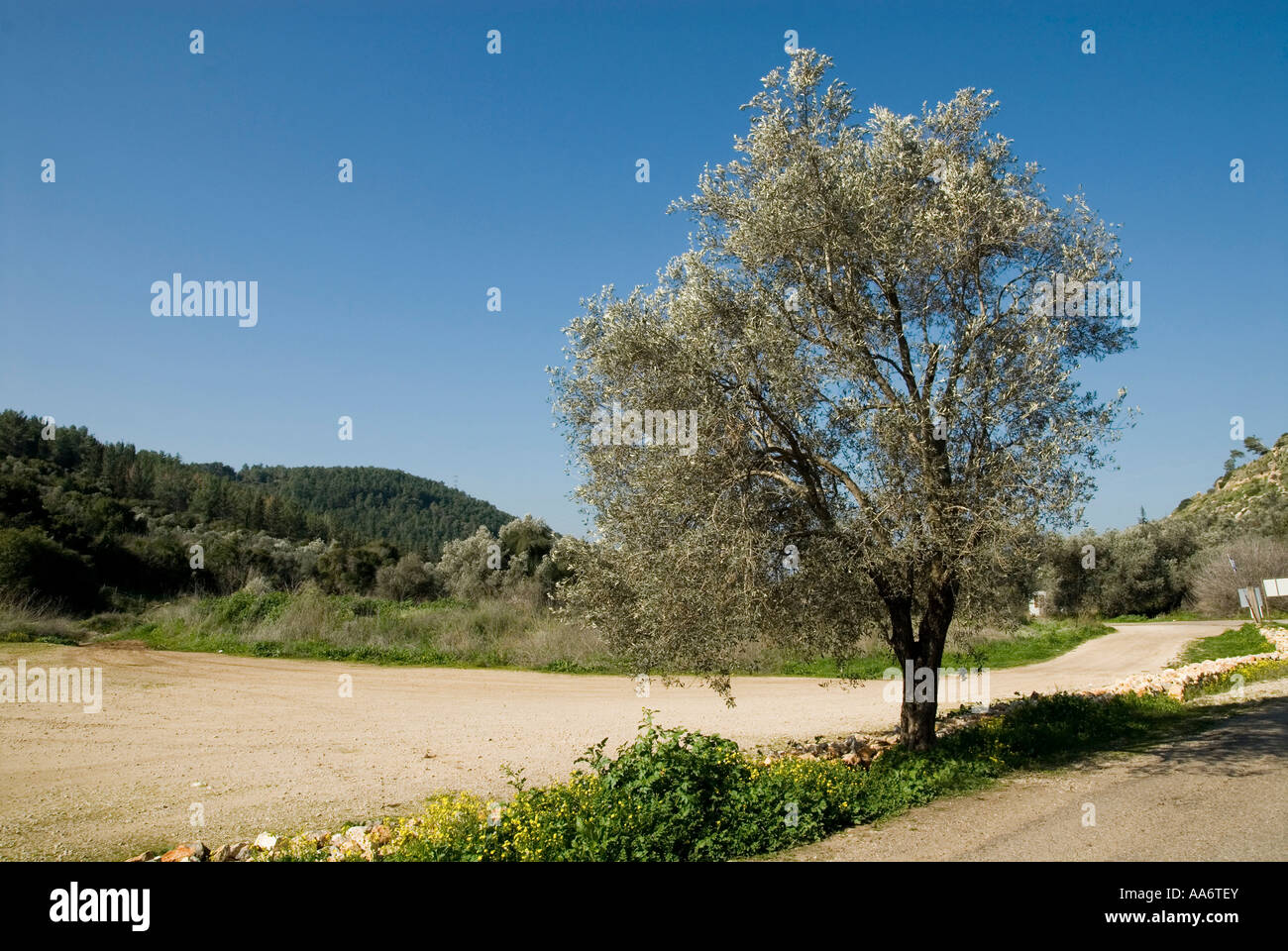 Israel Galilee Olive tree Stock Photo - Alamy