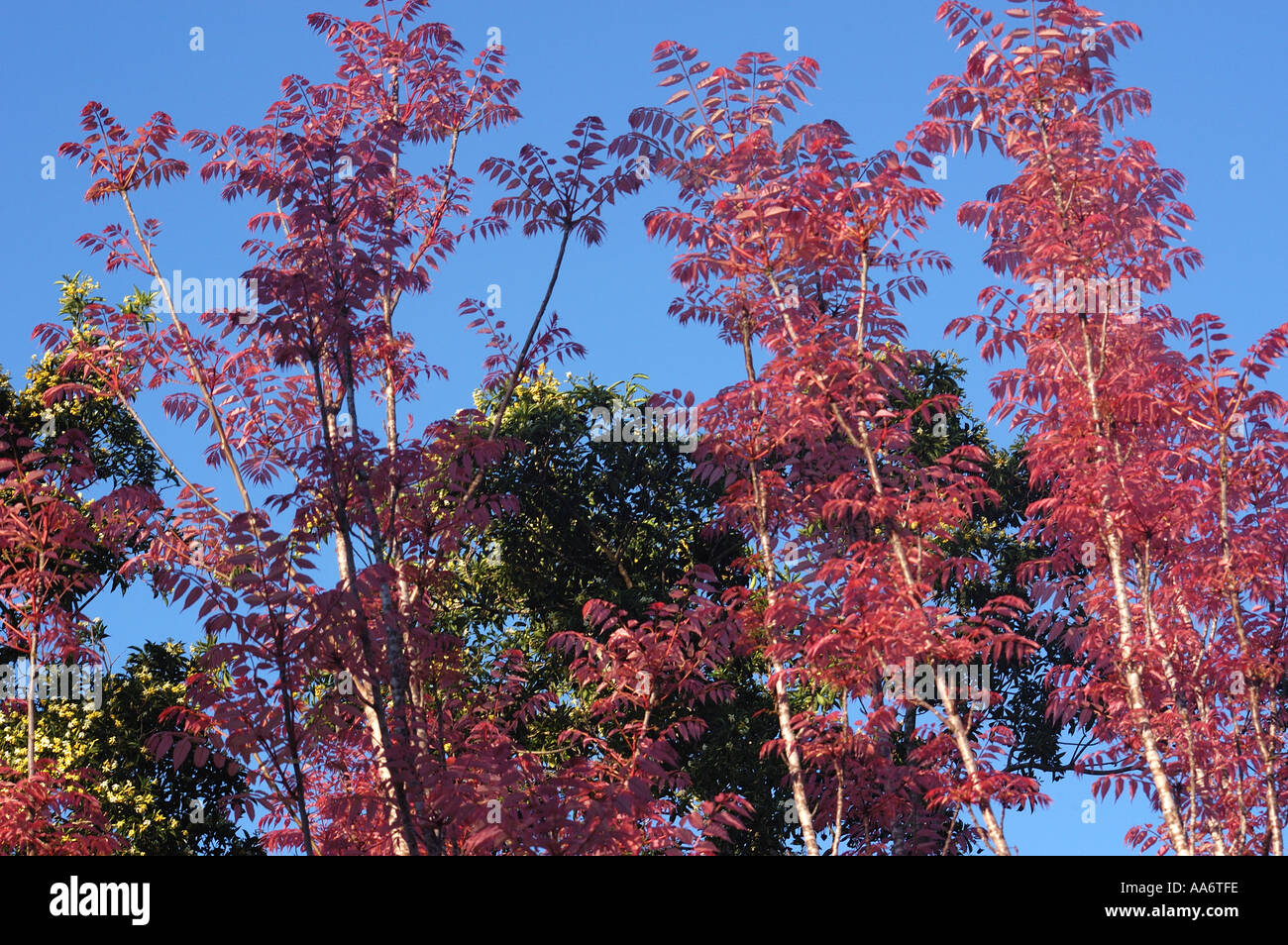 Chinese Toon Tree Stock Photo - Alamy