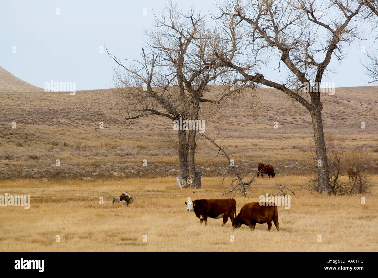 Cattle grazing on a cattle farm in Wyoming WY USA Stock Photo - Alamy