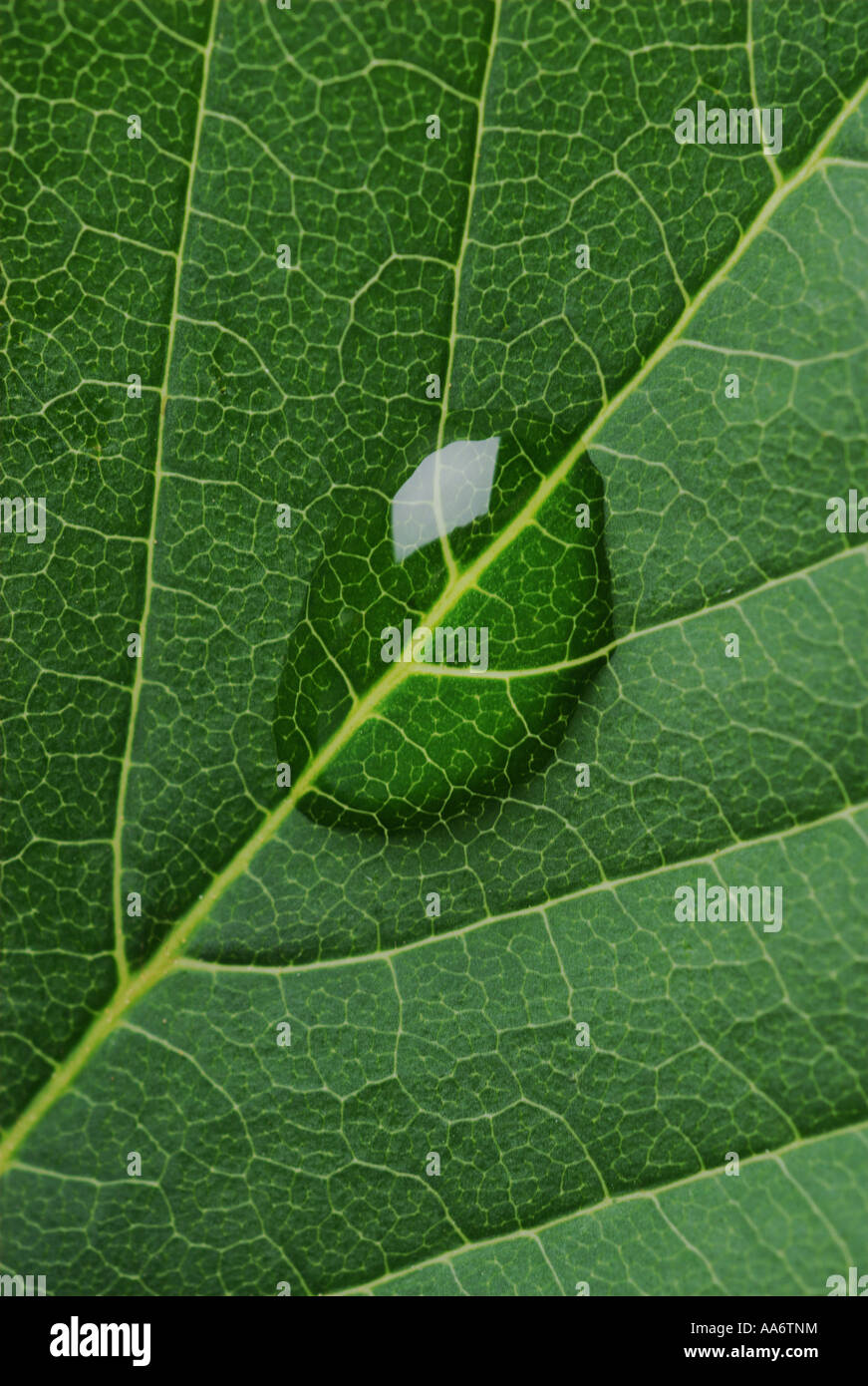 raindrop on leaf Stock Photo - Alamy