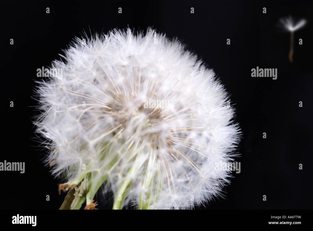 Airborne Seed Stock Photos & Airborne Seed Stock Images - Alamy