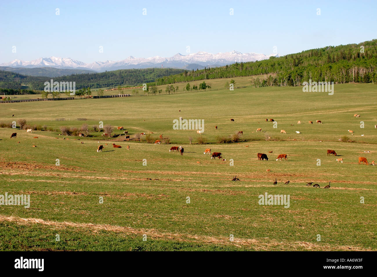 Livestock grazing in an open pasture Stock Photo - Alamy