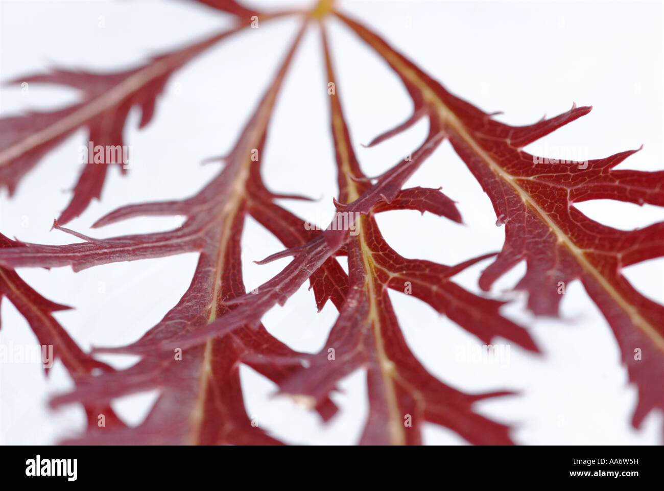 Autumn leaves red Cut Out Stock Images & Pictures - Alamy