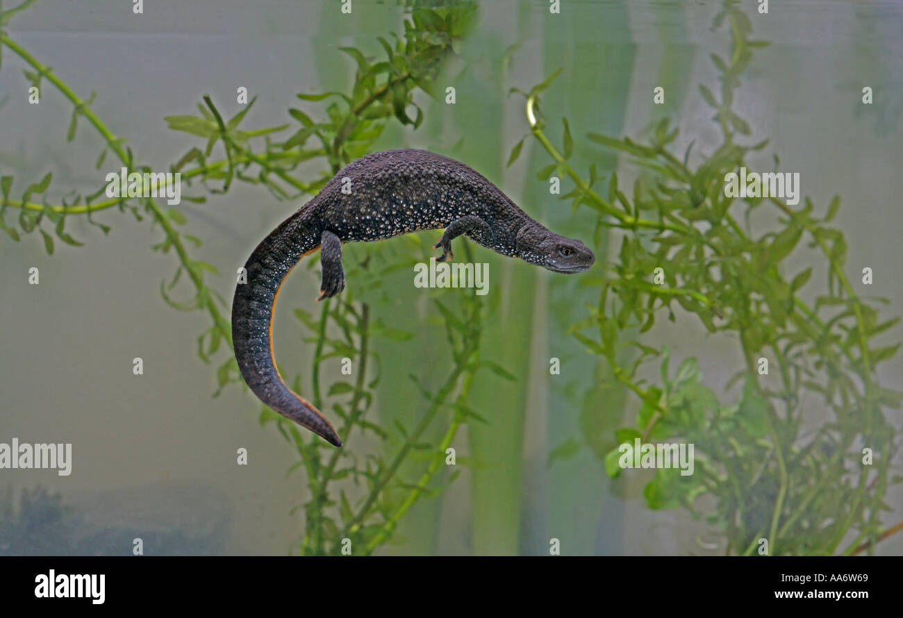 Great Crested Newt Female Stock Photos & Great Crested Newt Female ...