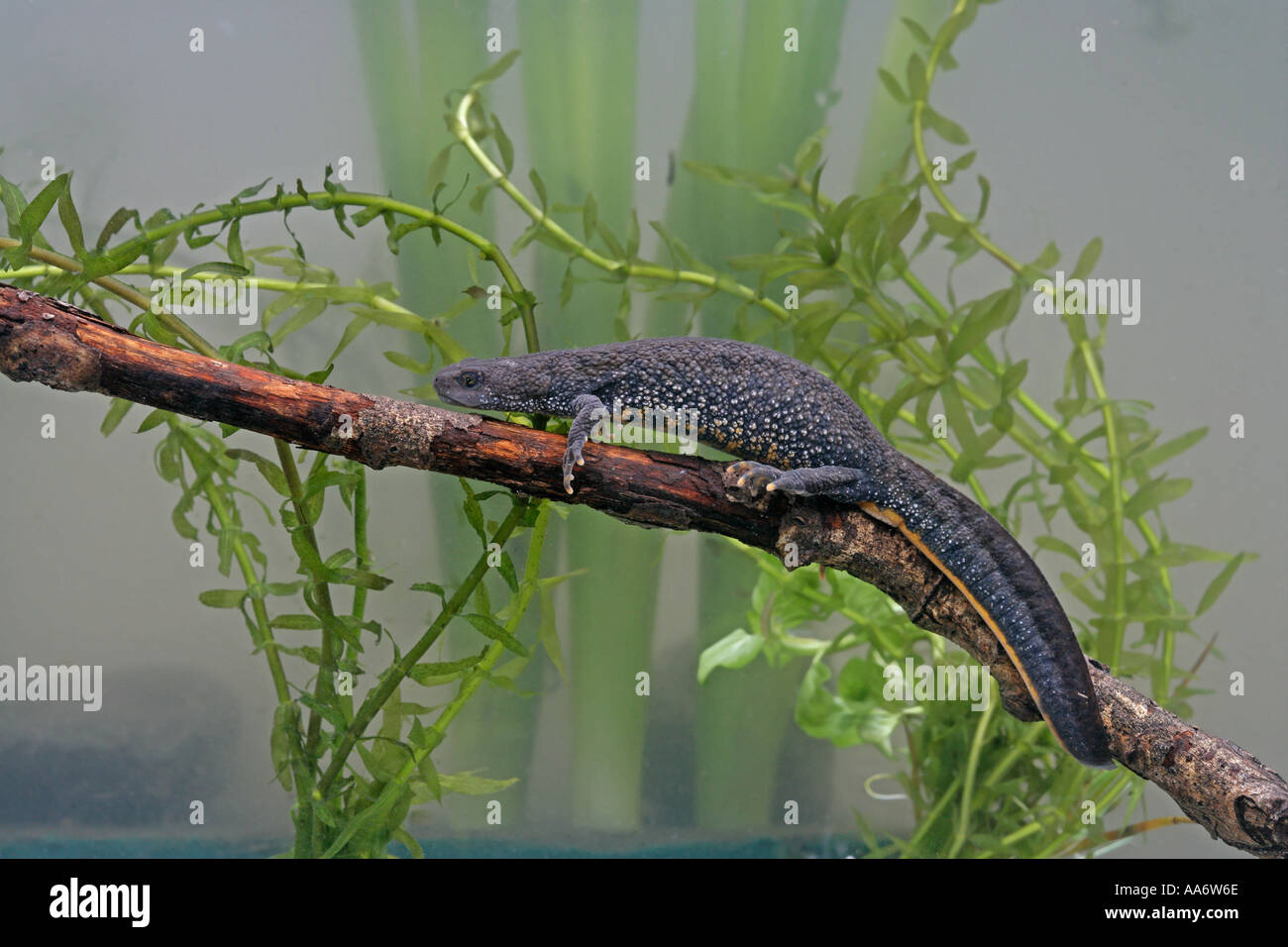 Great Crested Newt Female Stock Photos & Great Crested Newt Female ...