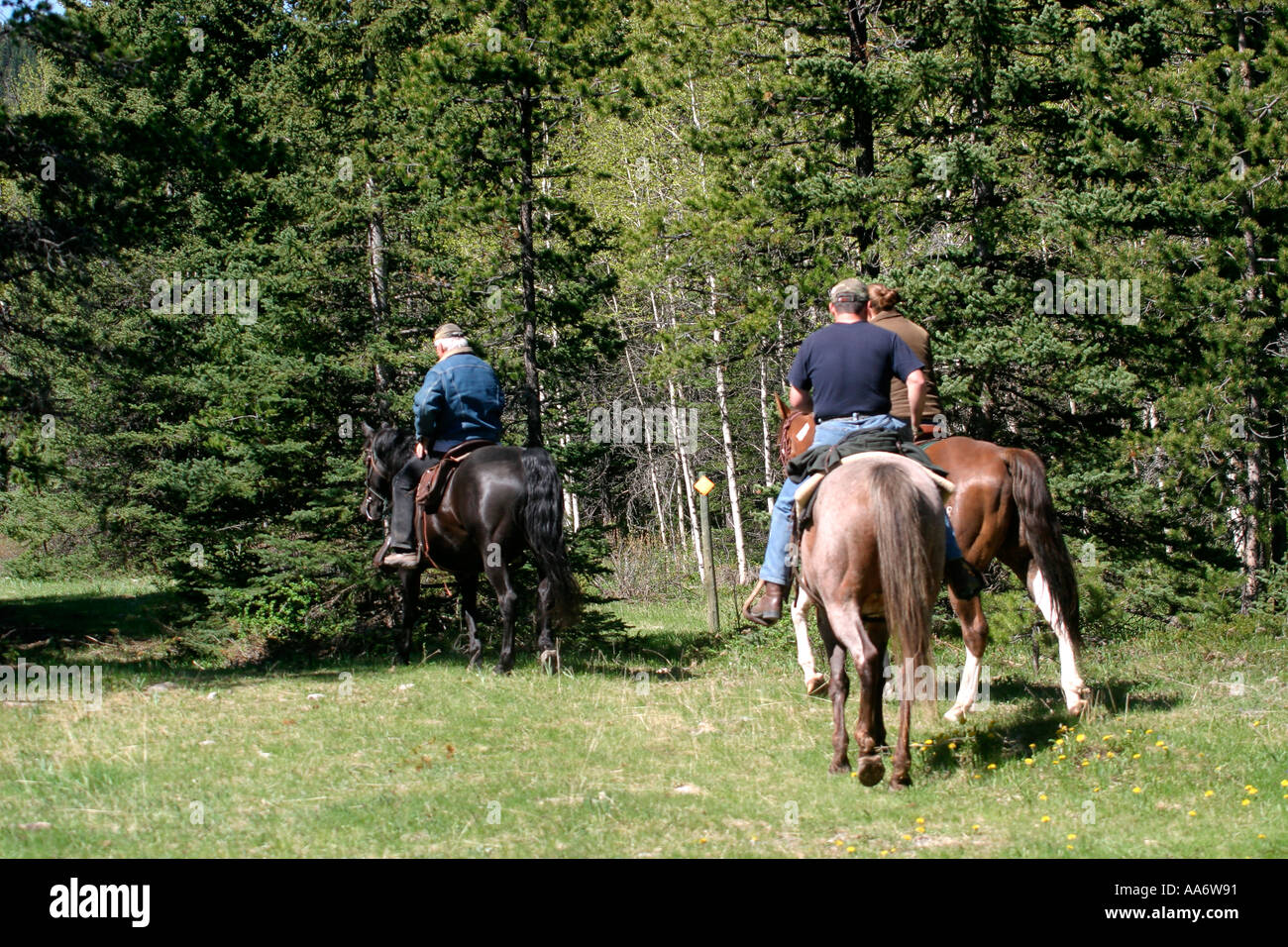 Trained riding horses hi-res stock photography and images - Alamy