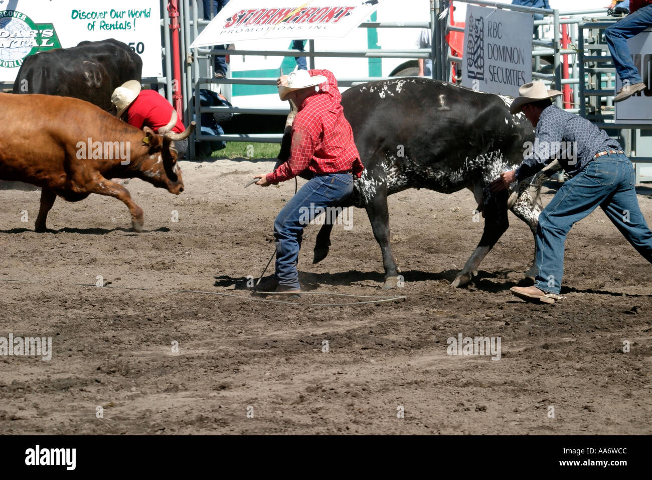 Rodeo Alberta Canada Wild cow milking Stock Photo - Alamy