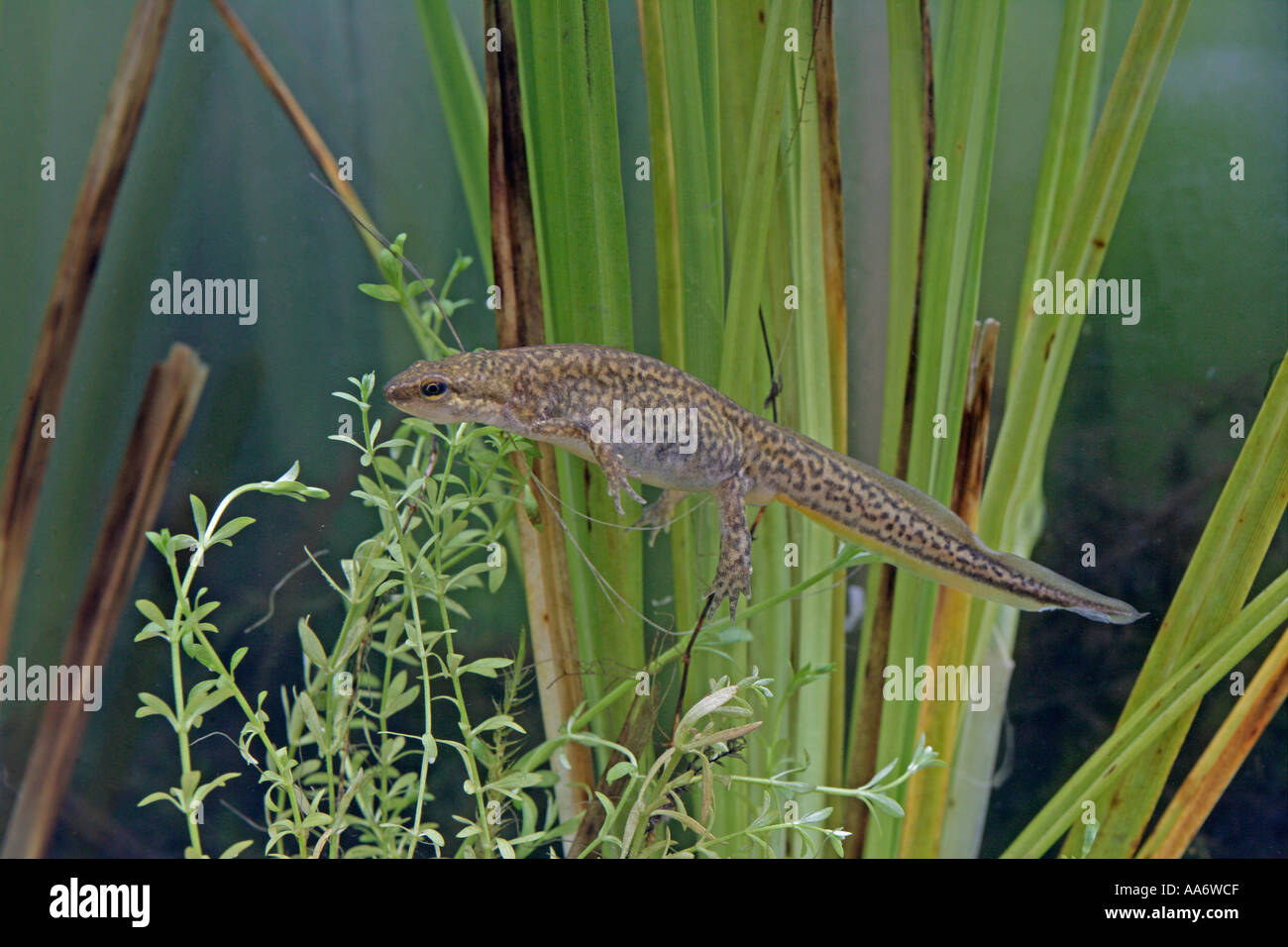 PALMATE NEWT Triturus helveticus Stock Photo - Alamy