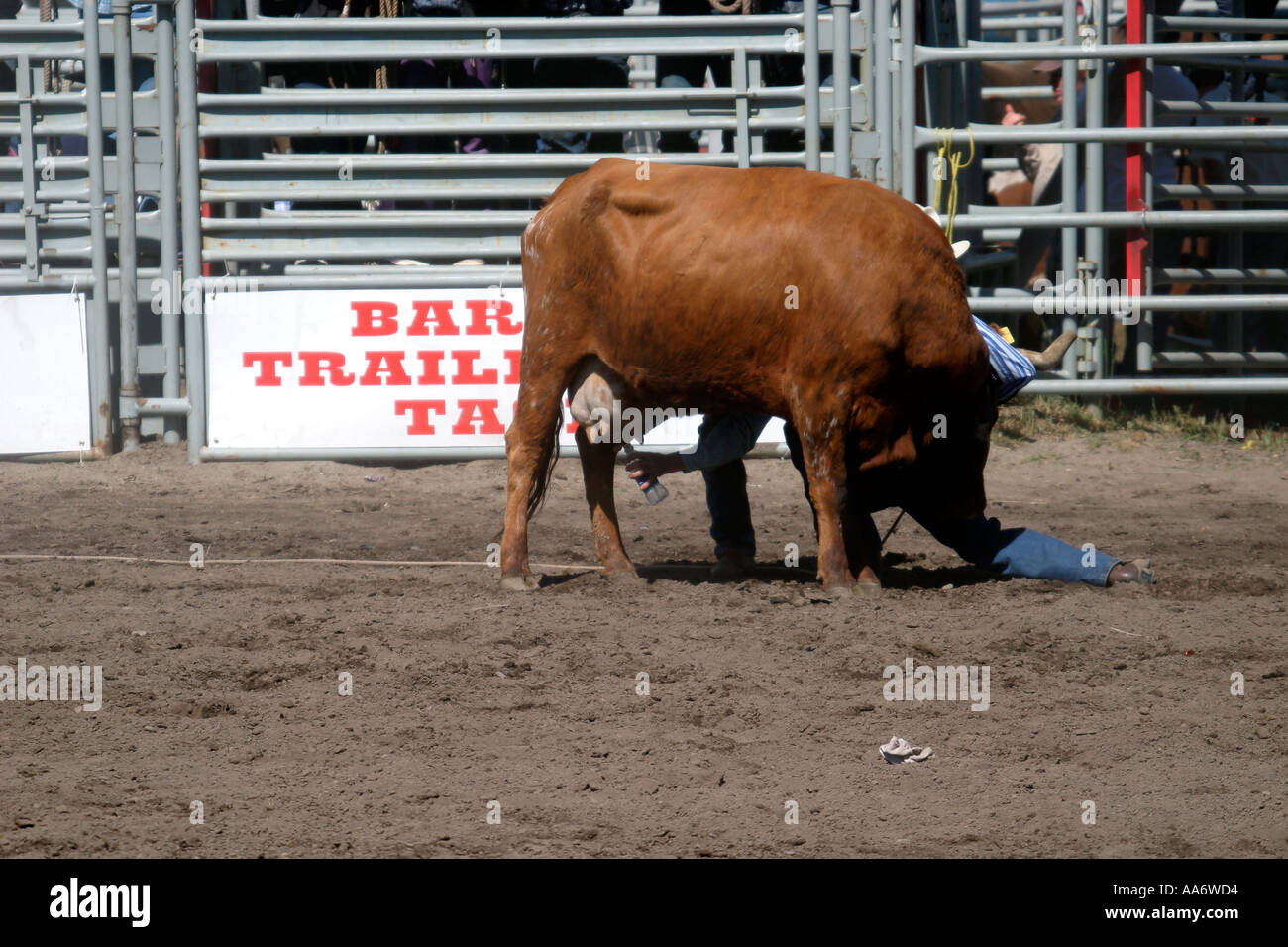 Rodeo Alberta Canada Wild cow milking Stock Photo - Alamy