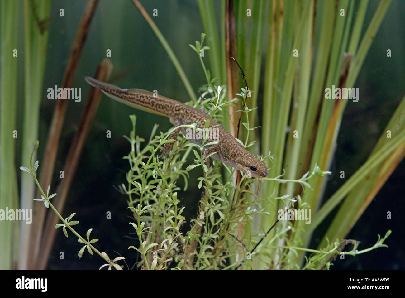 PALMATE NEWT Triturus helveticus Stock Photo - Alamy