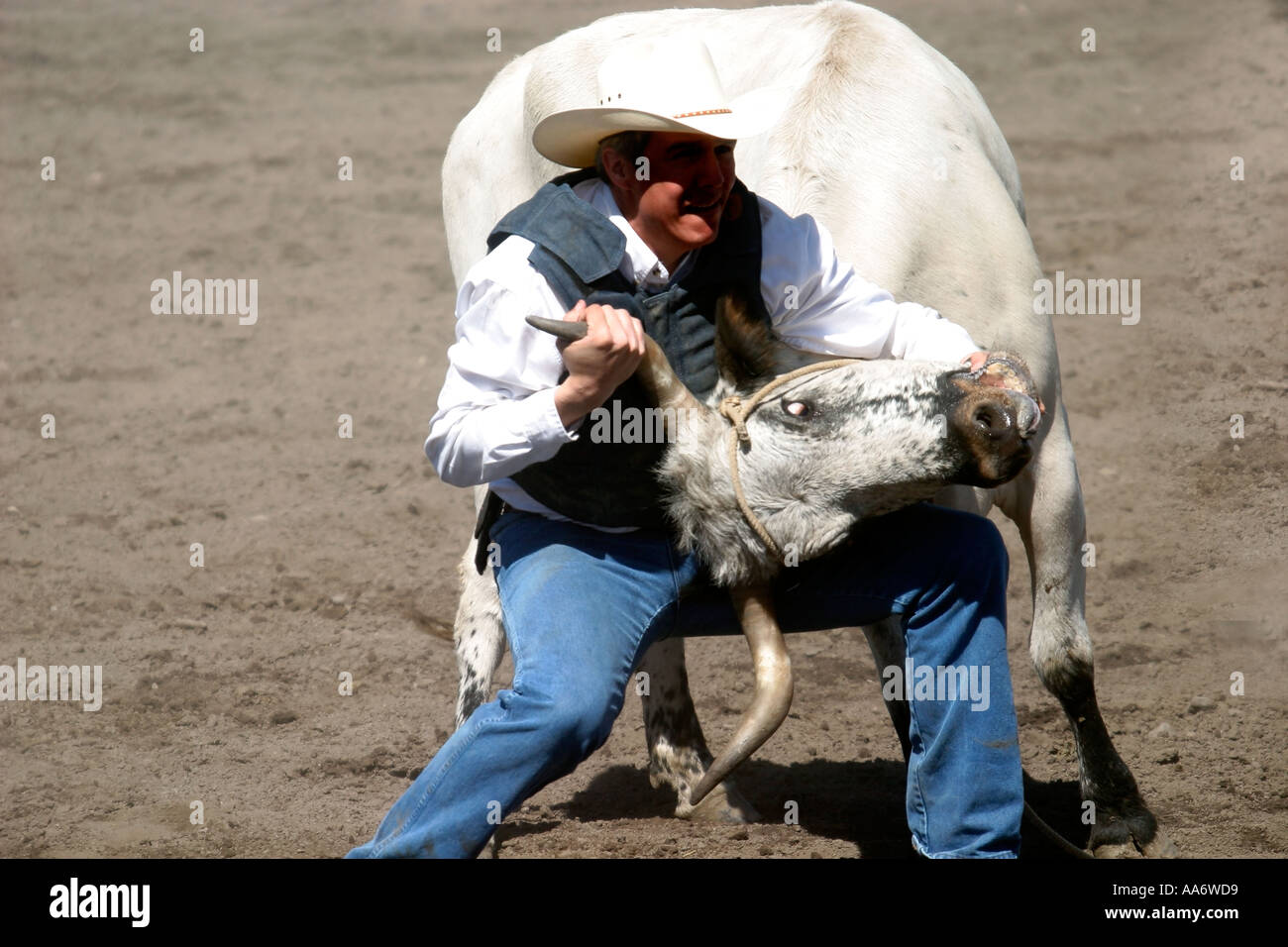 Rodeo Alberta Canada Wild cow milking Stock Photo - Alamy