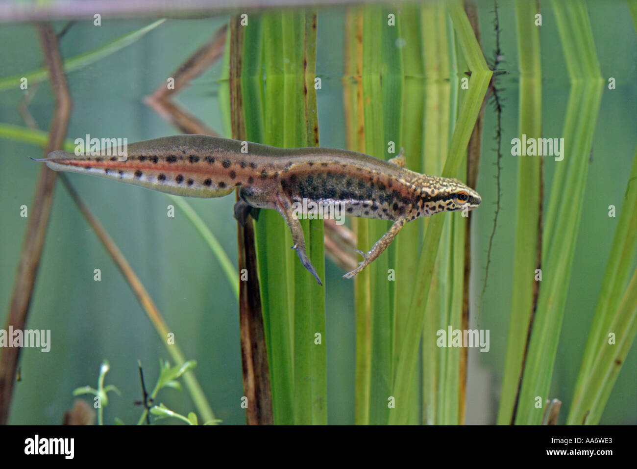 Palmate newt uk hi-res stock photography and images - Alamy