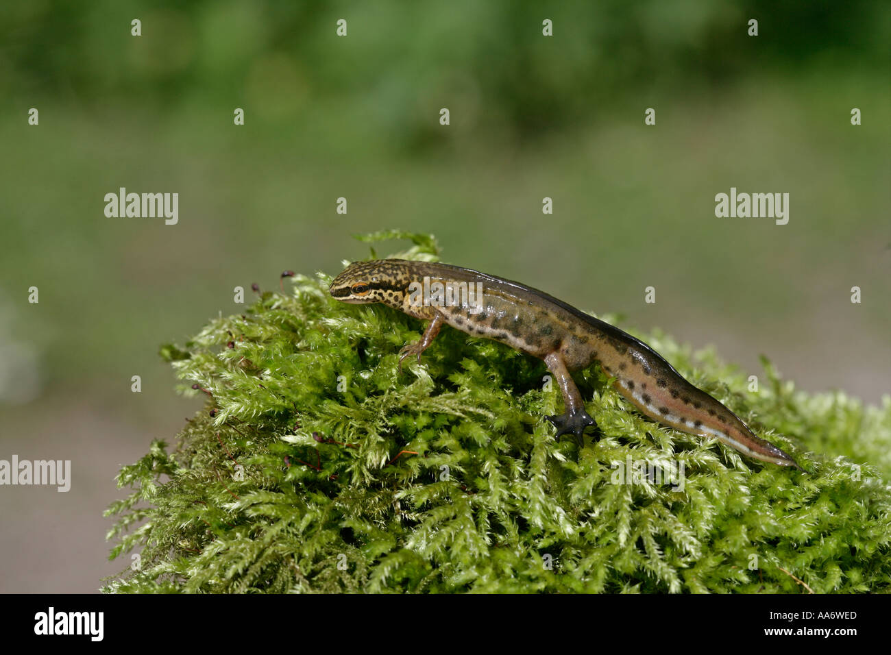 PALMATE NEWT Triturus helveticus Stock Photo - Alamy