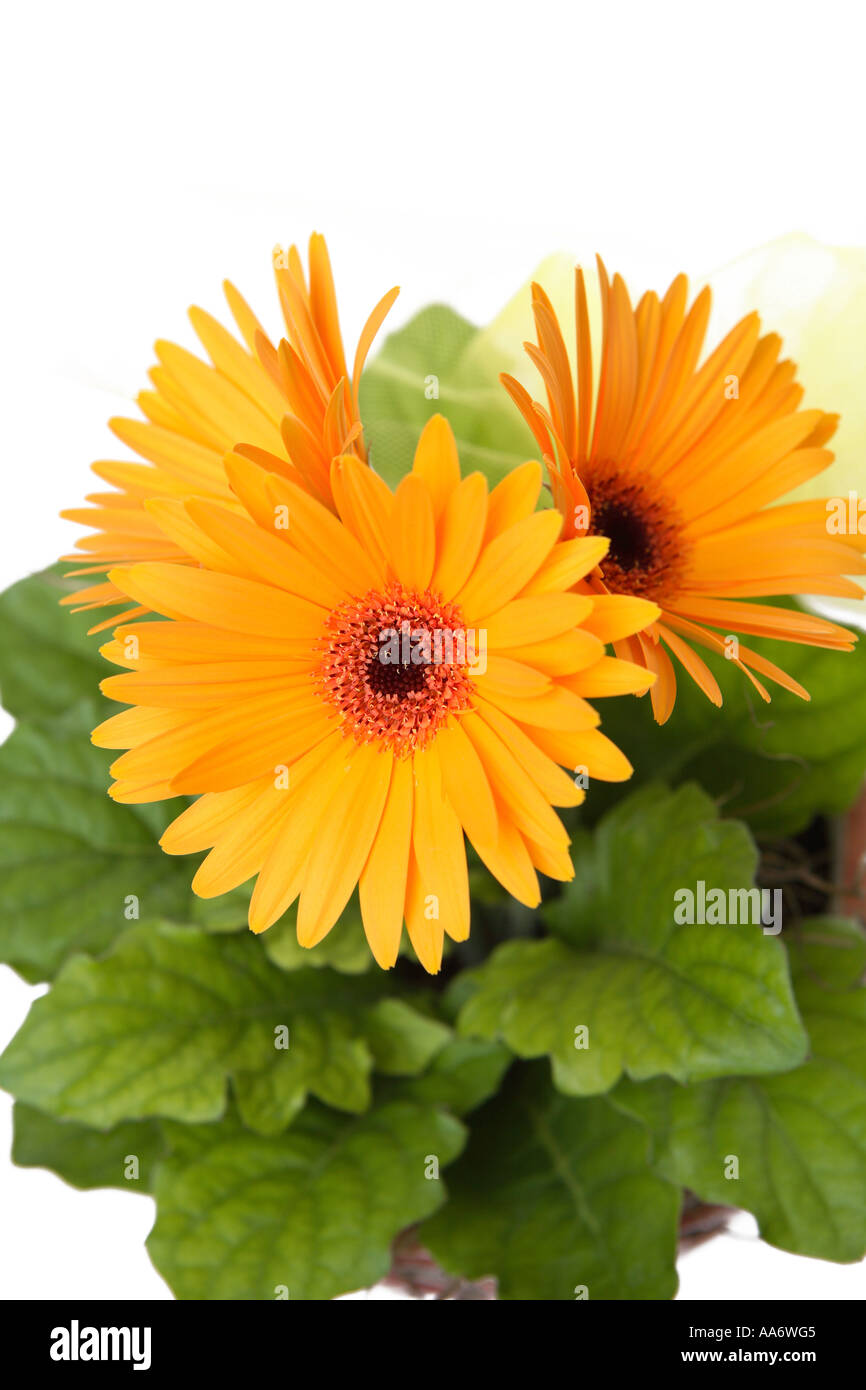 Yellow Gerber daisy flower plants in greenhouse Stock Photo - Alamy