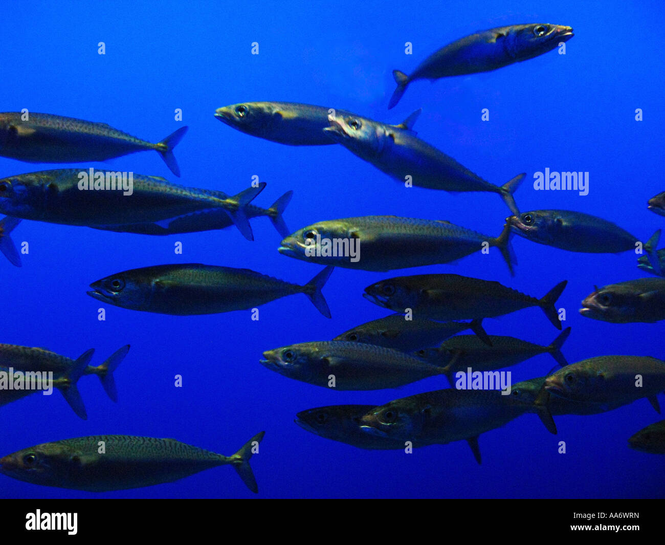 school of fish Stock Photo - Alamy