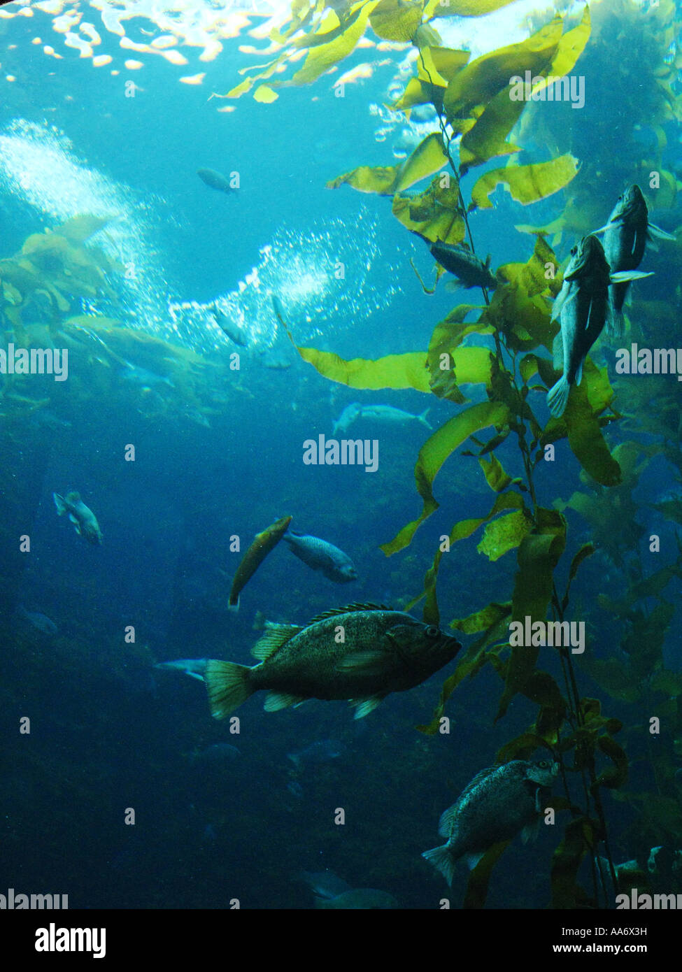 Fish and kelp Stock Photo - Alamy