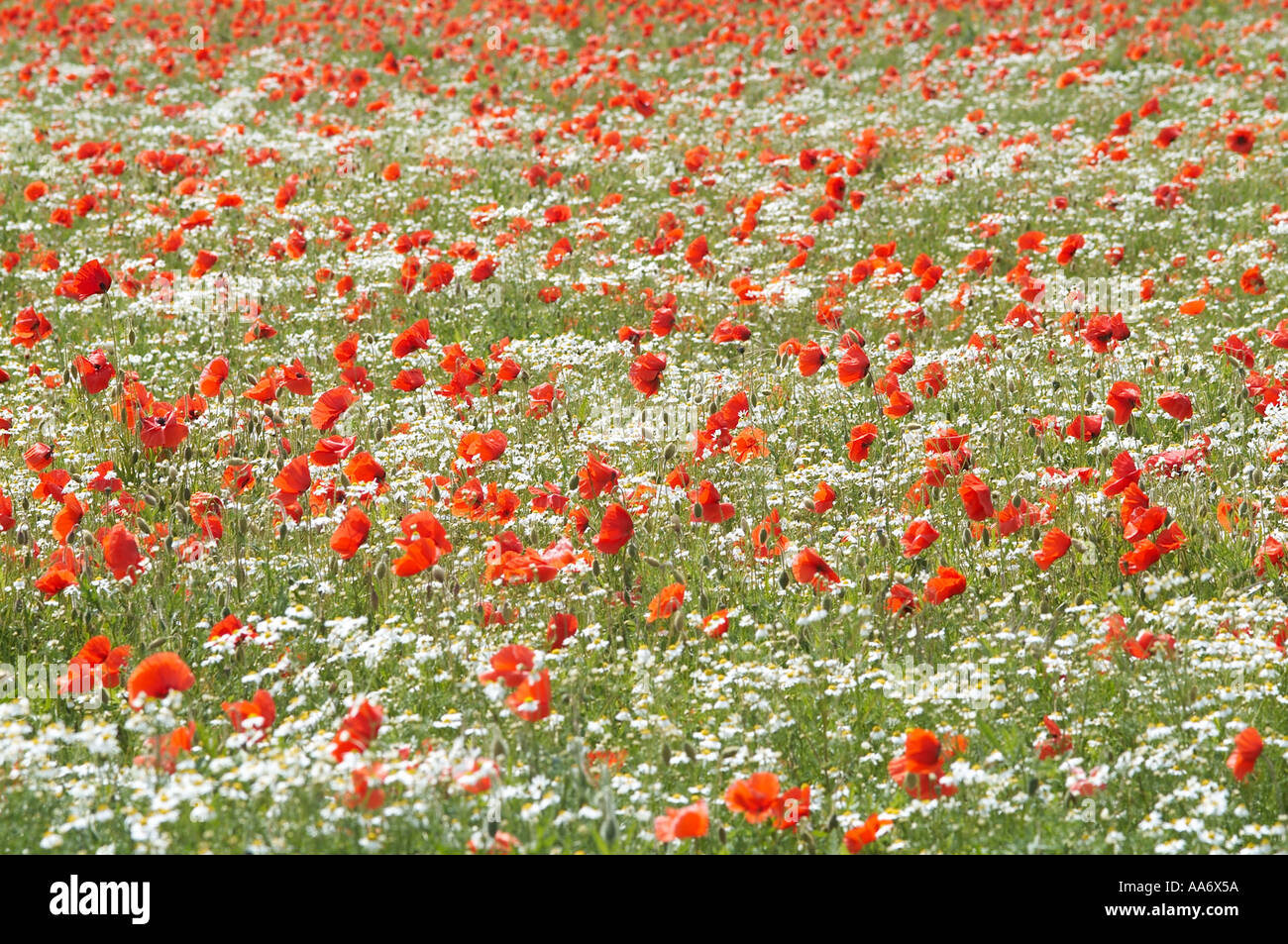 poppy fields Field of flowering poppies land, farm, farmland Stock ...