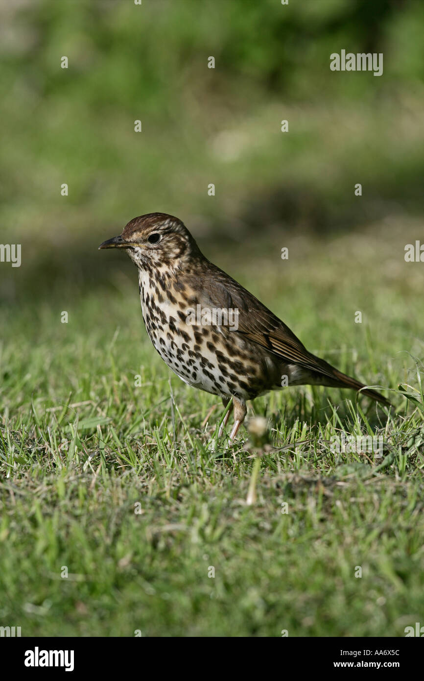 Lawn with song thrush hi-res stock photography and images - Alamy