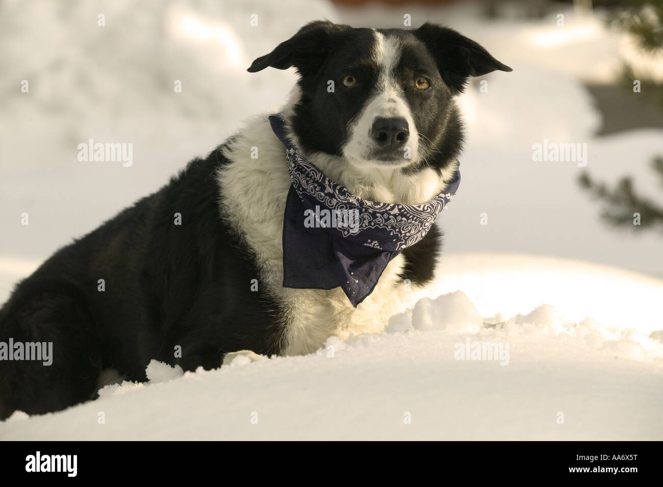 Border Collie in snow Stock Photo - Alamy