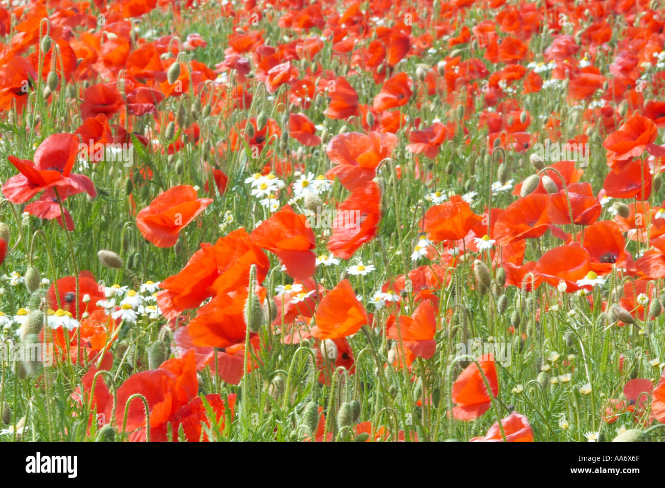 poppy fields Field of flowering poppies land, farm, farmland Stock ...